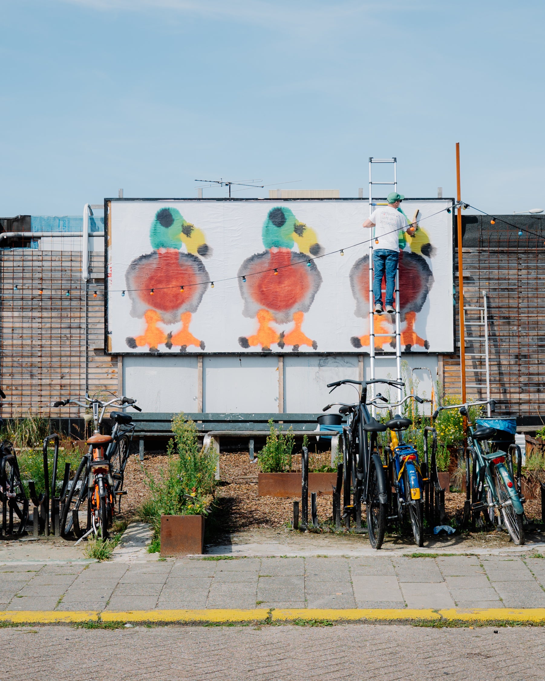 Duck From Front – Wild Animals