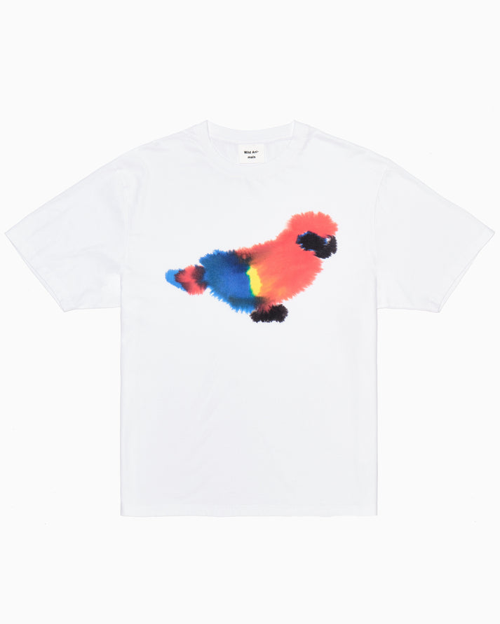 Parrot – Wild Animals