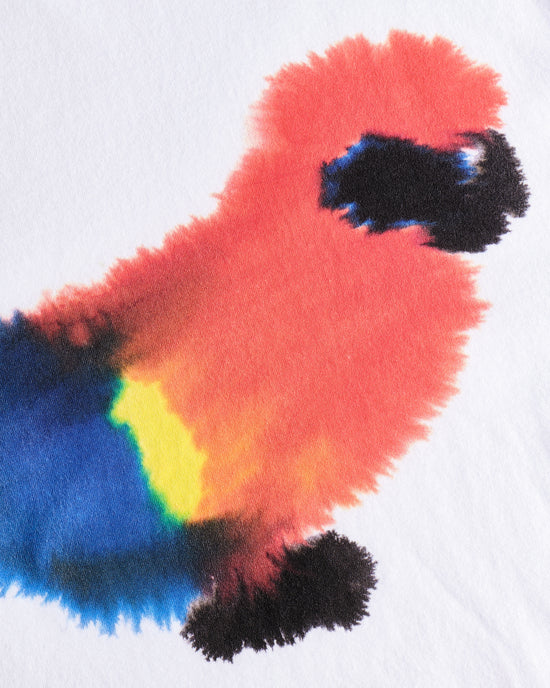 Parrot – Wild Animals